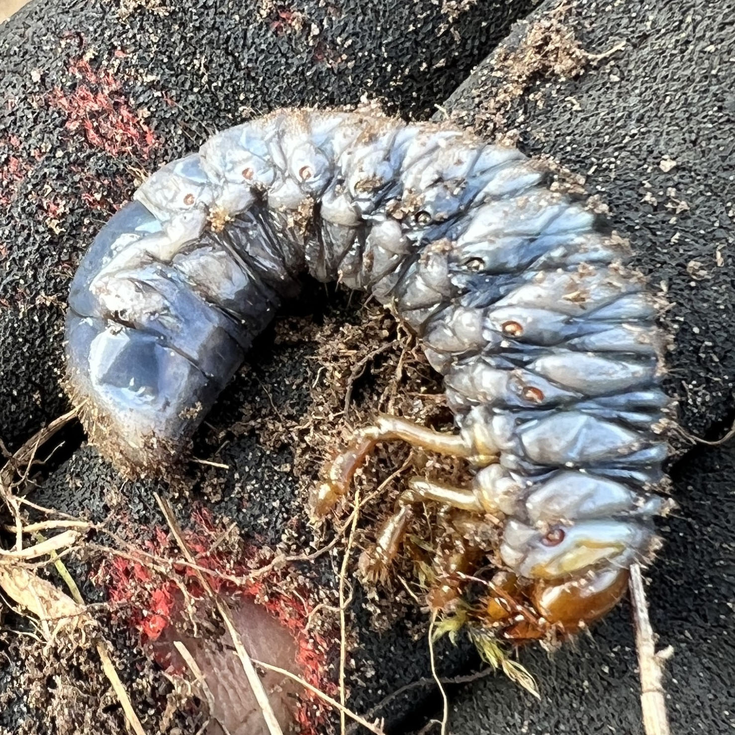 Lawn Pest Control - Grass2Lawn