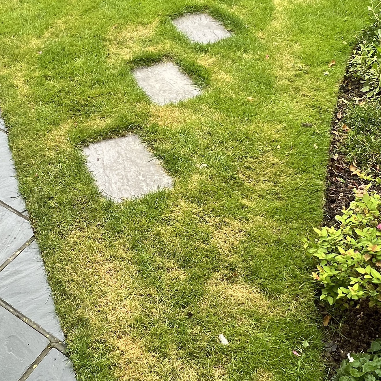 Red Thread Treatment - Grass2Lawn